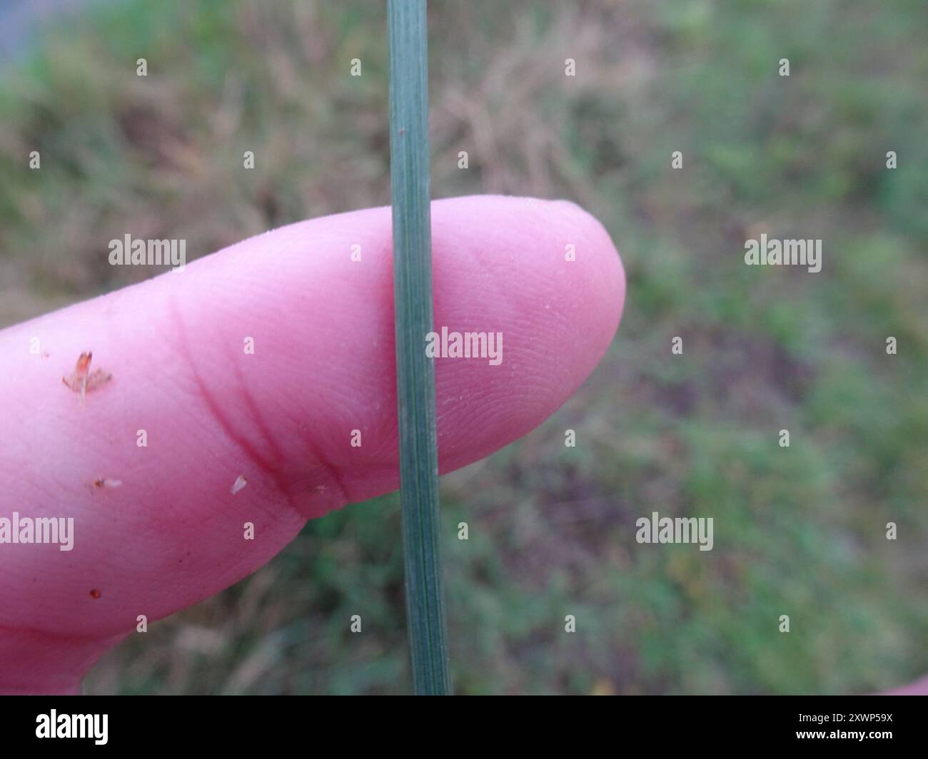 Hard Rush (Juncus inflexus) Plantae Stock Photo - Alamy