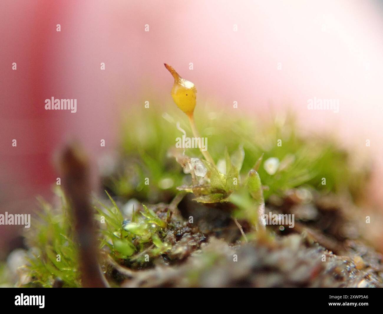 Tortula truncata hi-res stock photography and images - Alamy