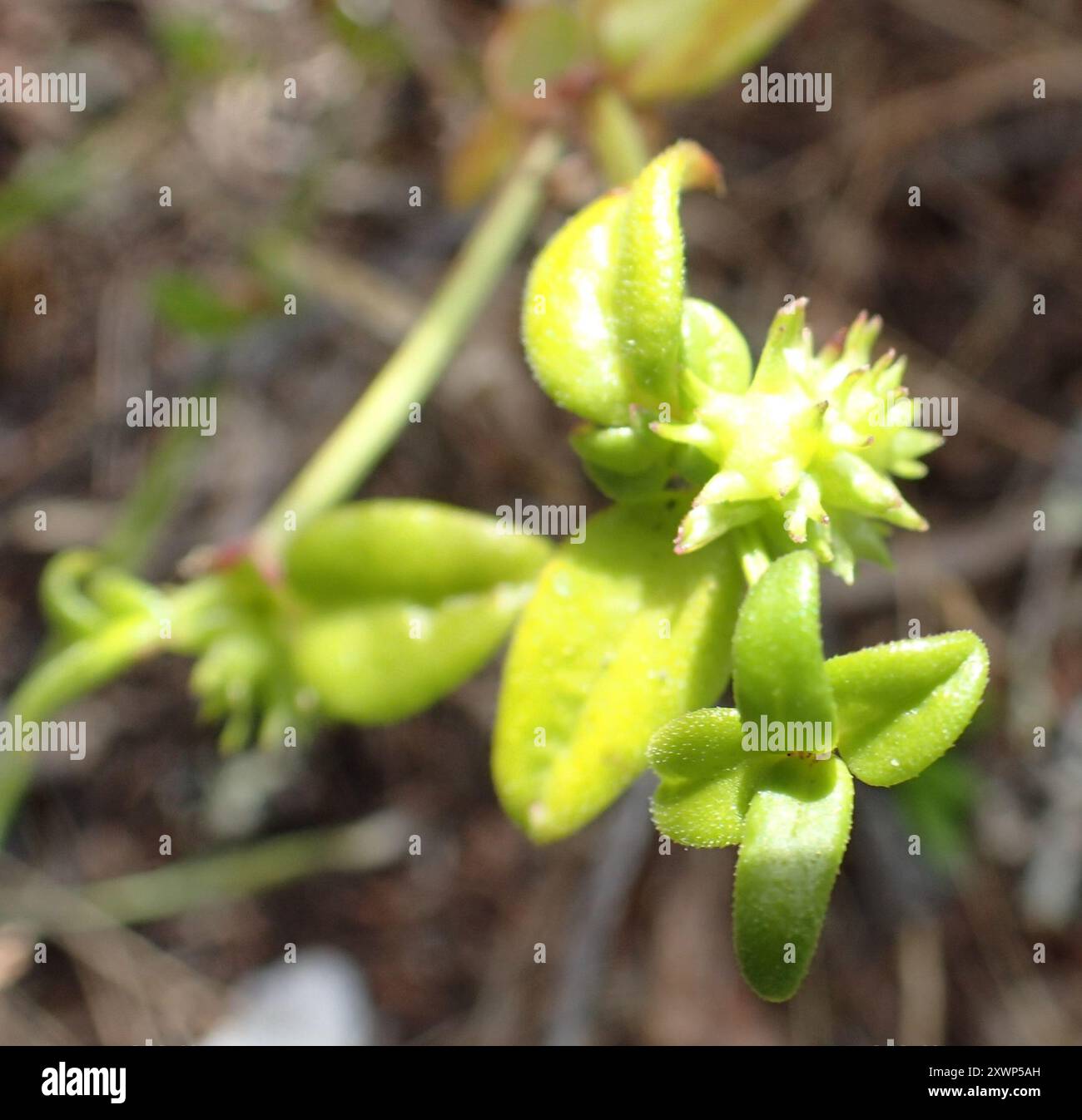variable stinkweed (Opercularia varia) Plantae Stock Photo - Alamy