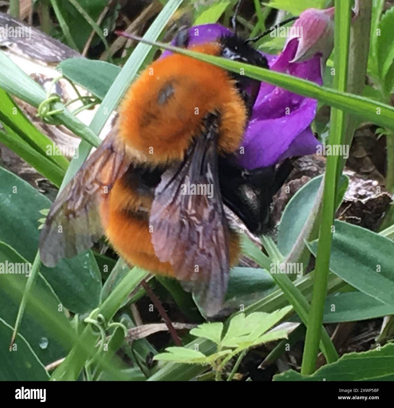 Bombus the giant bee hi-res stock photography and images - Alamy