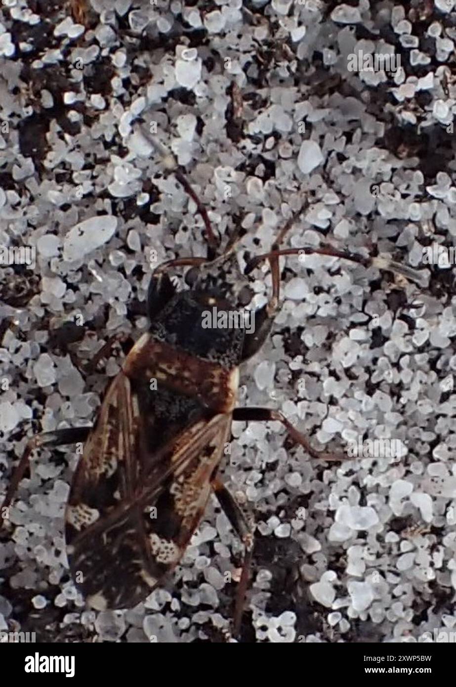 Strawberry Bug (Euander lacertosus) Insecta Stock Photo - Alamy