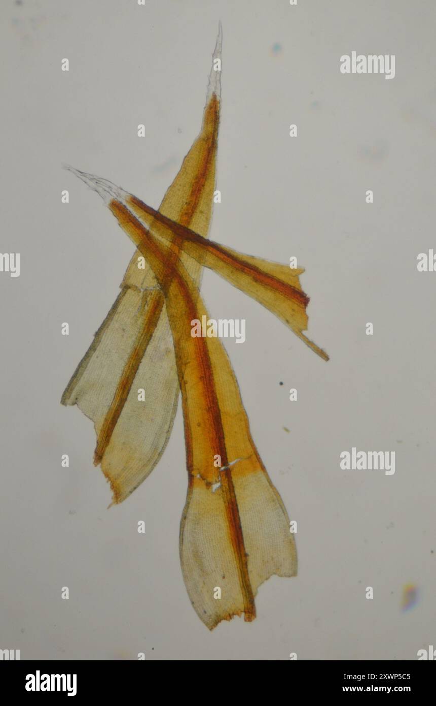 Papillose Bloom Moss (Schistidium papillosum) Plantae Stock Photo - Alamy