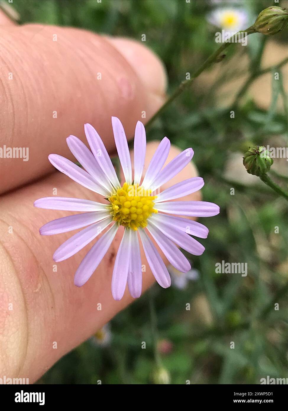 southern annual saltmarsh aster (Symphyotrichum divaricatum) Plantae ...