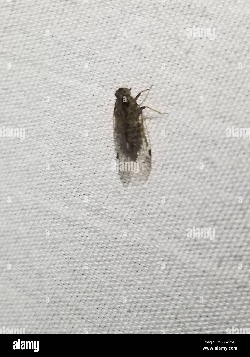 Melanoliarus hi-res stock photography and images - Alamy