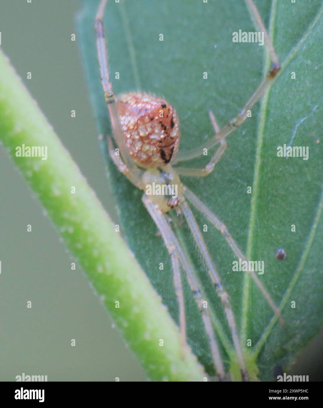 Mirror-ball Spiders (Thwaitesia) Arachnida Stock Photo - Alamy