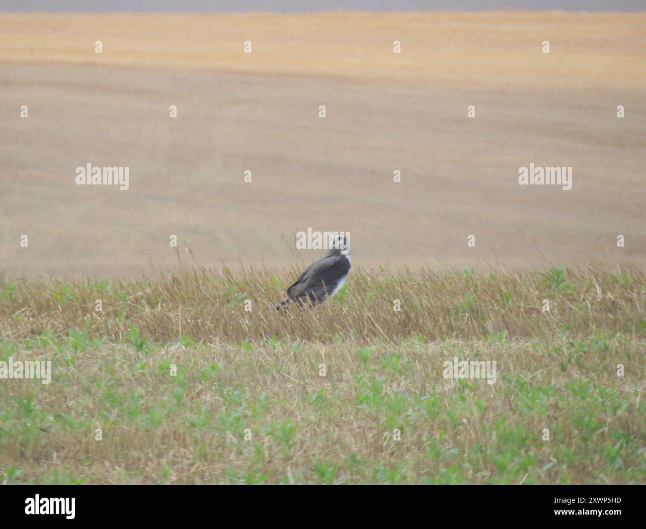 Long winged harrier hi-res stock photography and images - Alamy