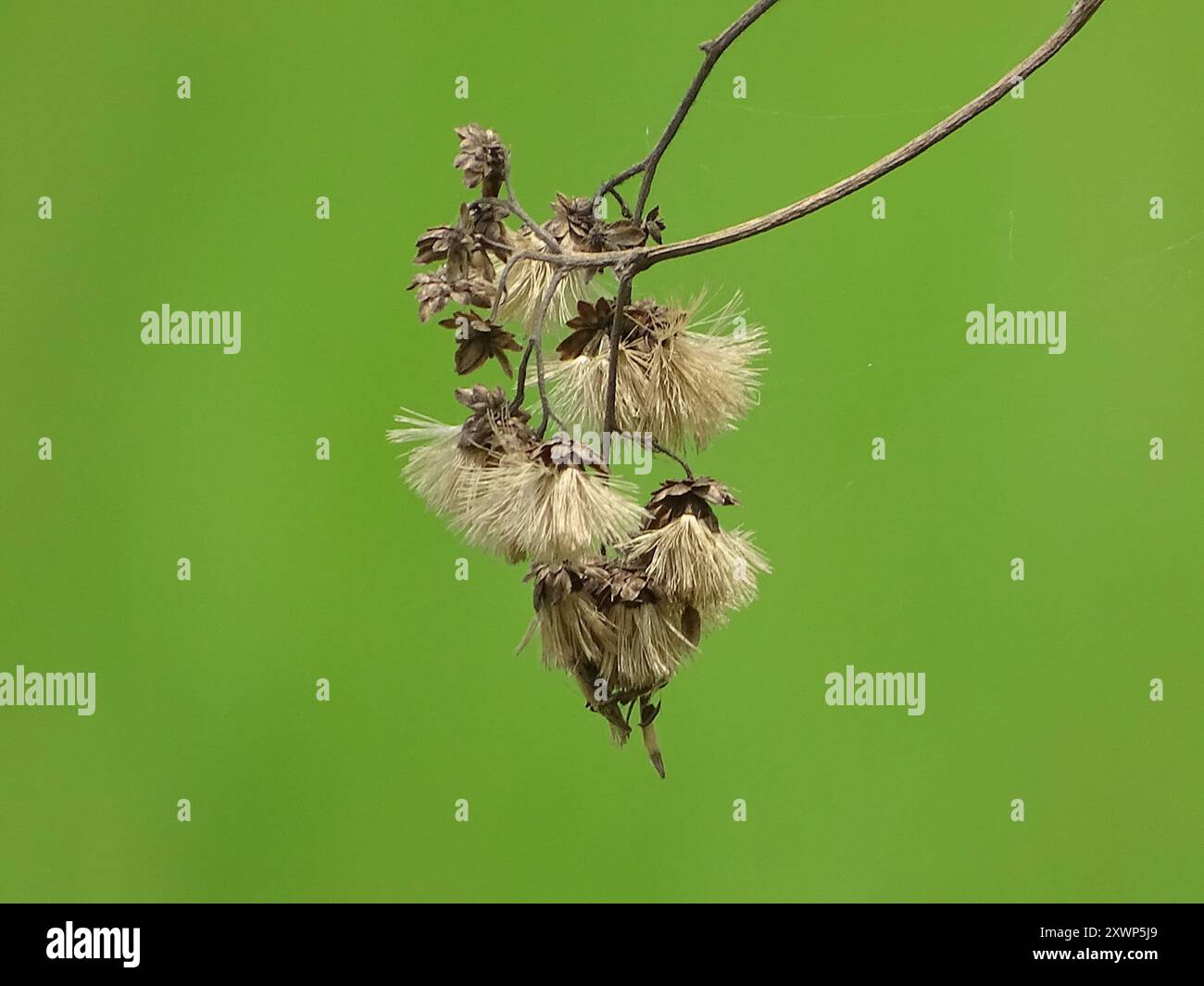 River Bittertea (Gymnanthemum amygdalinum) Plantae Stock Photo - Alamy