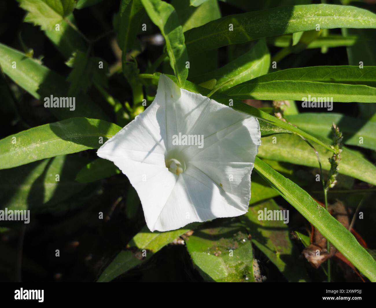 Water Morning Glory (Ipomoea aquatica) Plantae Stock Photo - Alamy