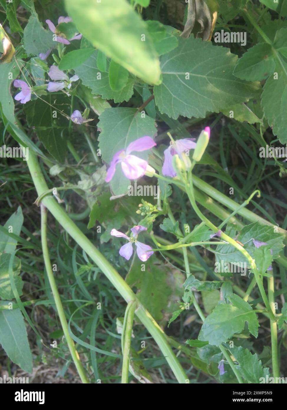 wild and domestic radish (Raphanus raphanistrum sativus) Plantae Stock ...