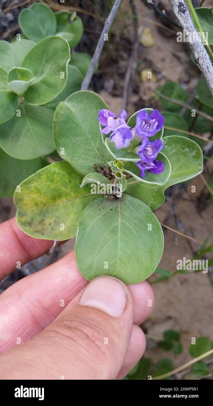 Beach Vitex (Vitex rotundifolia) Plantae Stock Photo - Alamy