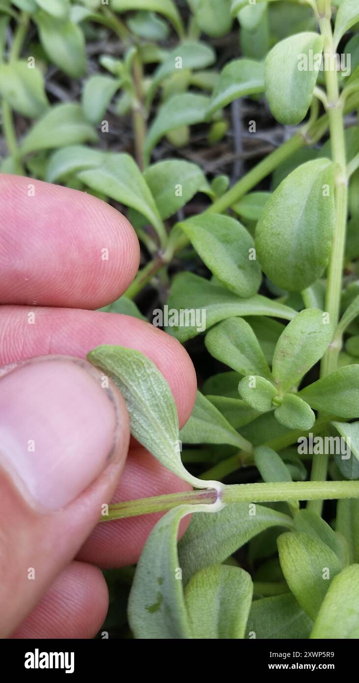 Kure Atoll nehe (Lipochaeta integrifolia) Plantae Stock Photo - Alamy