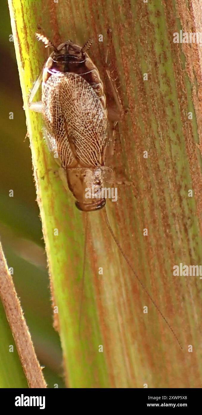 Cockroaches and Termites (Blattodea) Insecta Stock Photo - Alamy