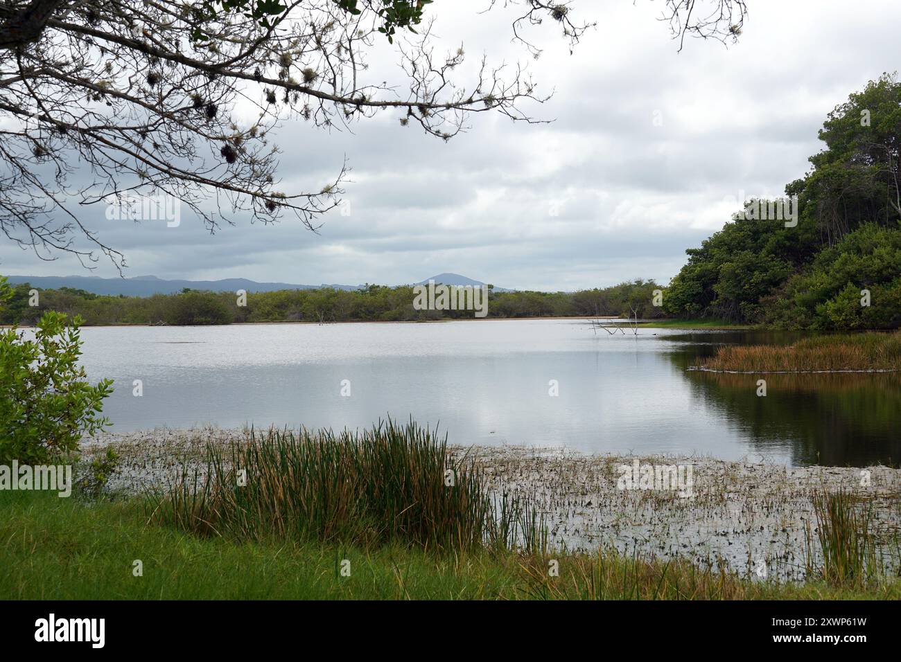 lake, Isabela Island, Galápagos, Ecuador, South America Stock Photo - Alamy