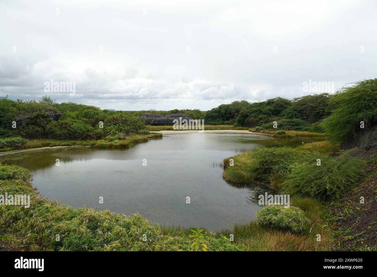 lake, Isabela Island, Galápagos, Ecuador, South America Stock Photo - Alamy