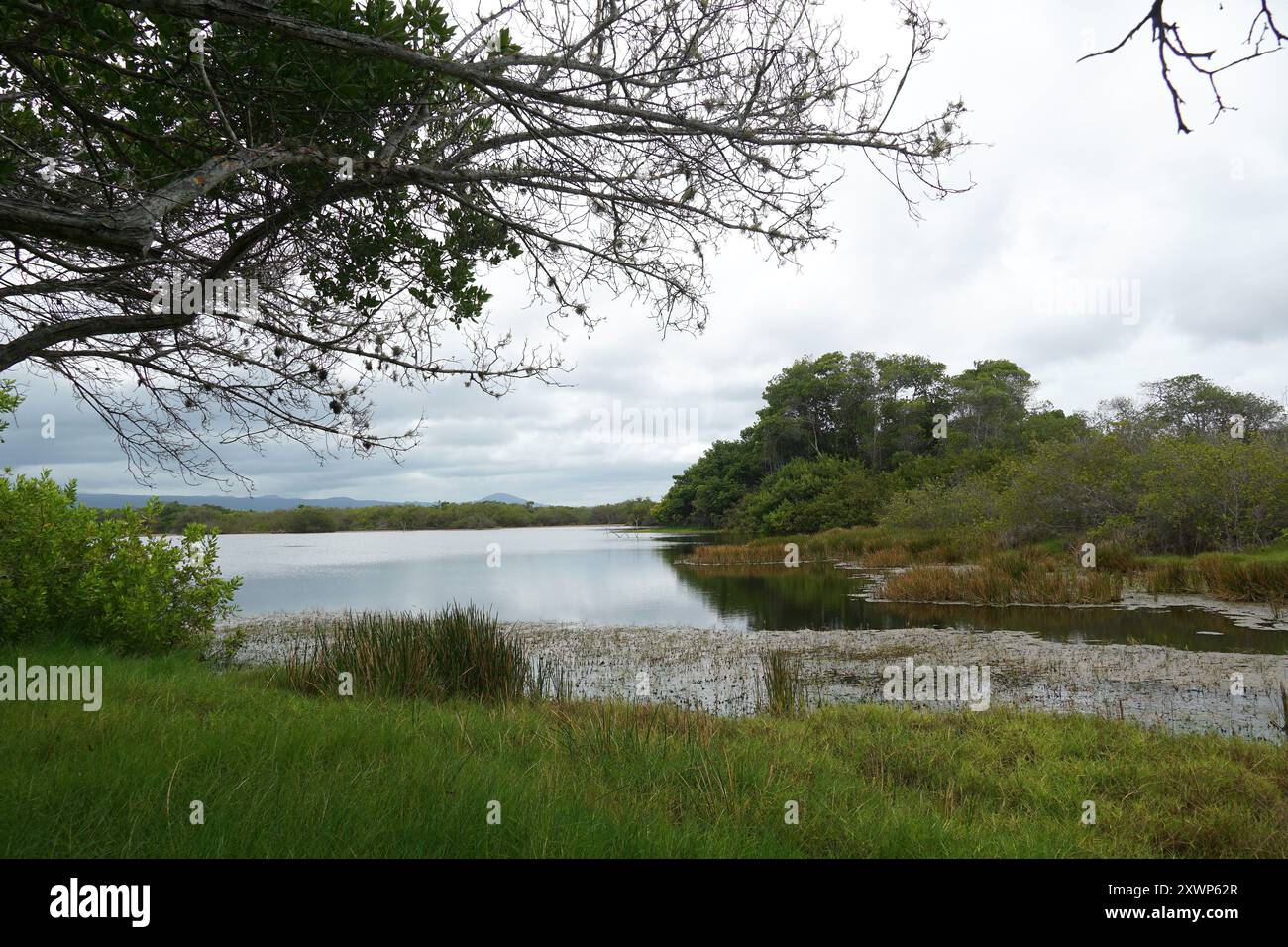 lake, Isabela Island, Galápagos, Ecuador, South America Stock Photo - Alamy