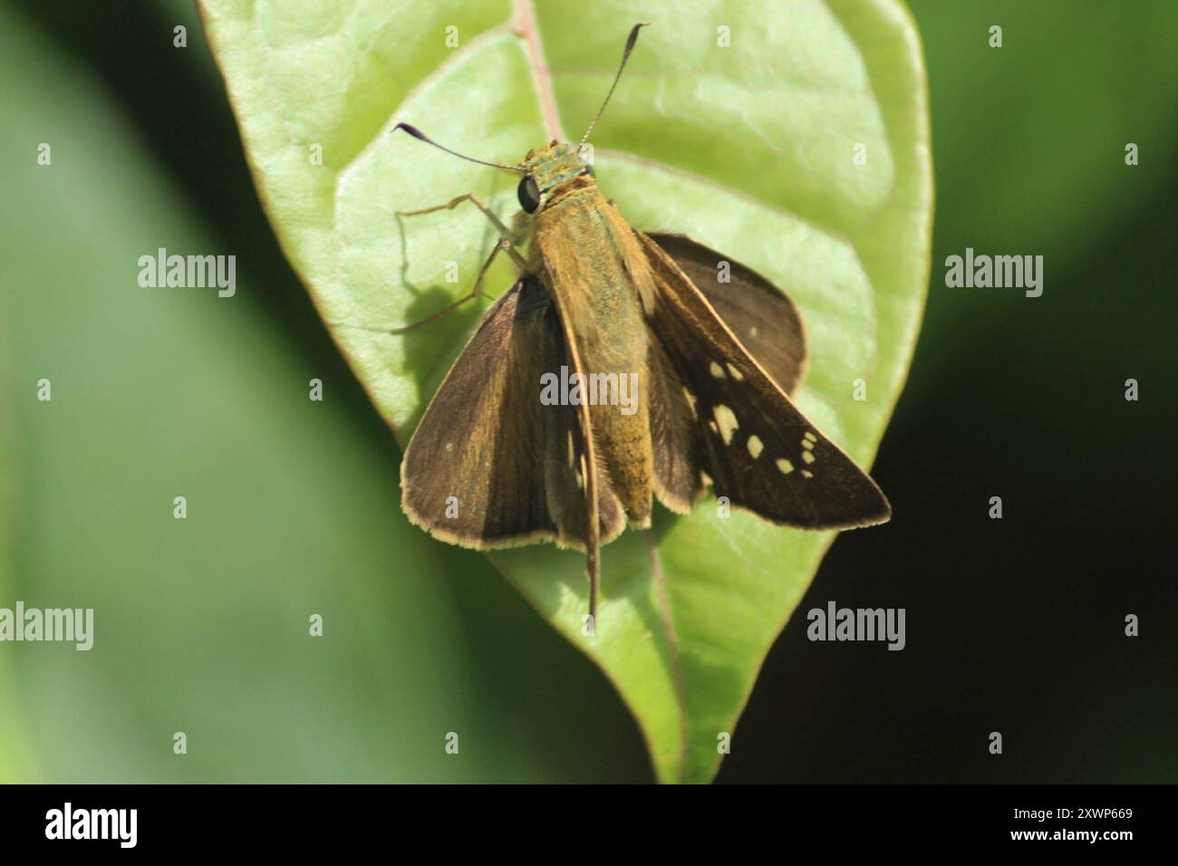 Conjoined swift hi-res stock photography and images - Alamy