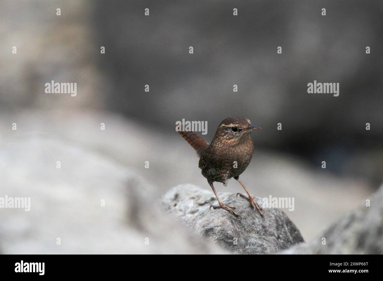 Winter Wren (Troglodytes hiemalis) Aves Stock Photo - Alamy