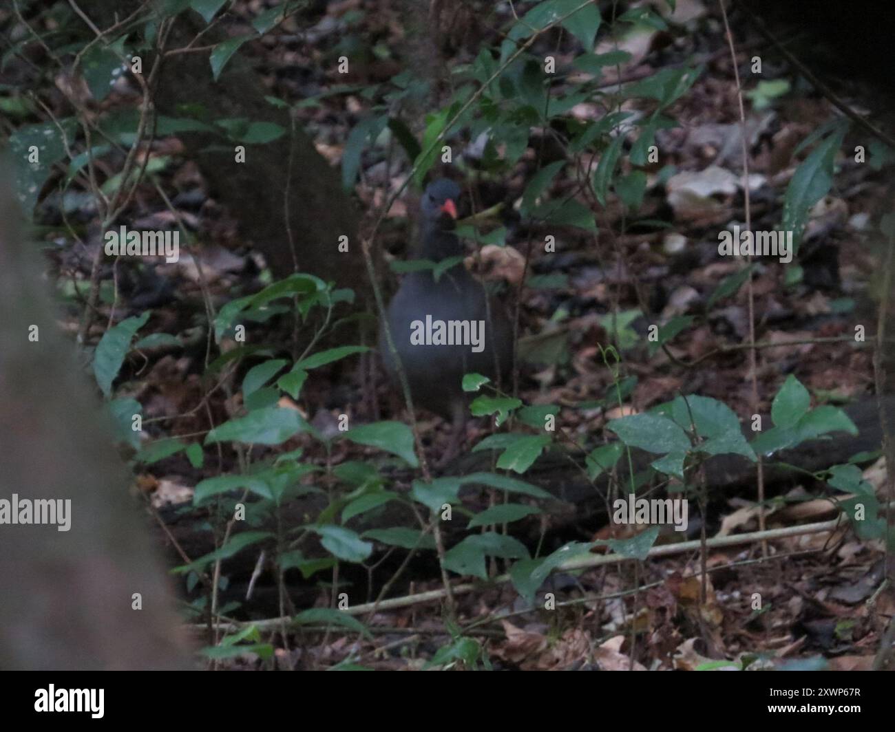 Tataupa hi-res stock photography and images - Alamy