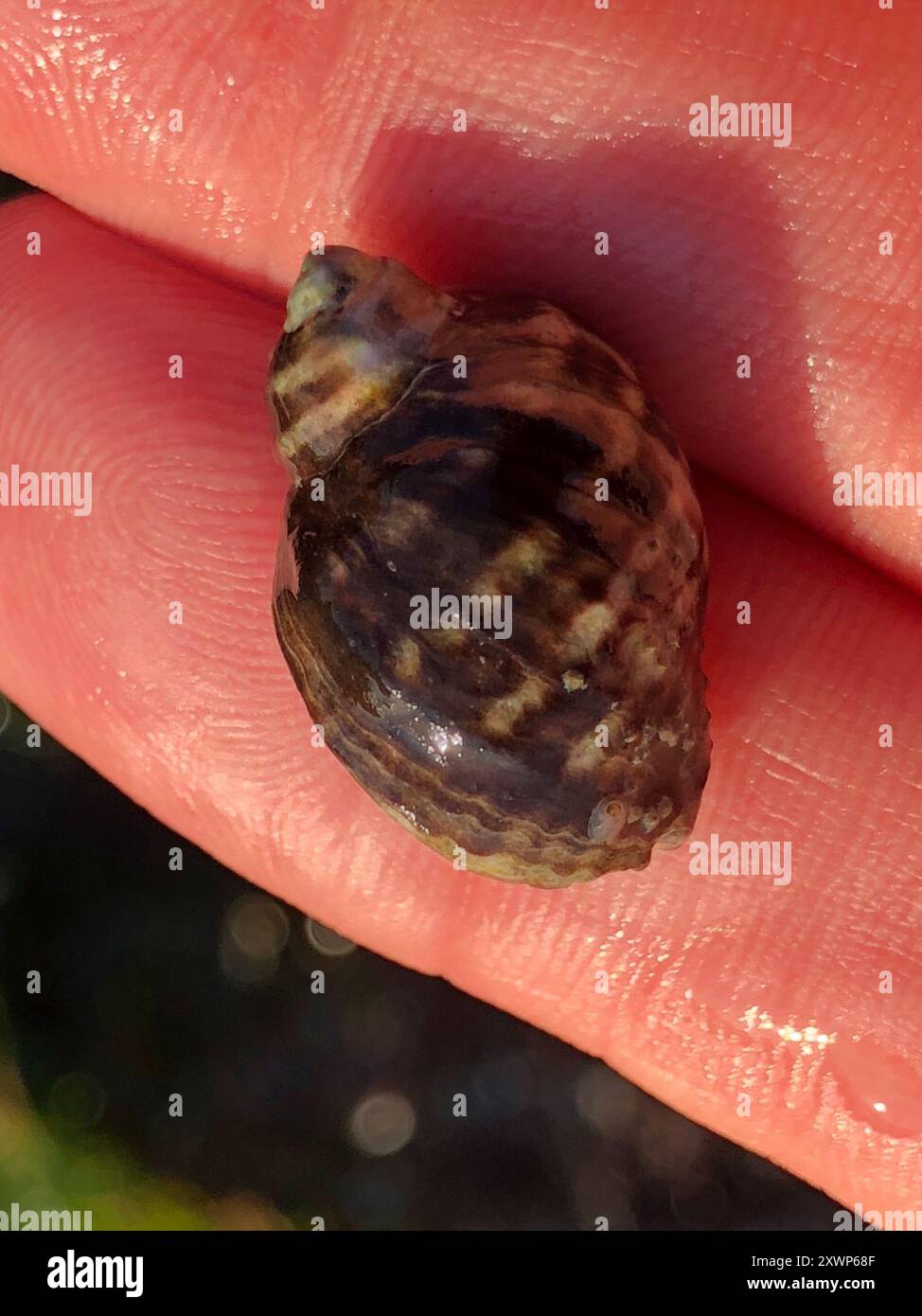 Striped Dogwinkle (Nucella ostrina) Mollusca Stock Photo - Alamy