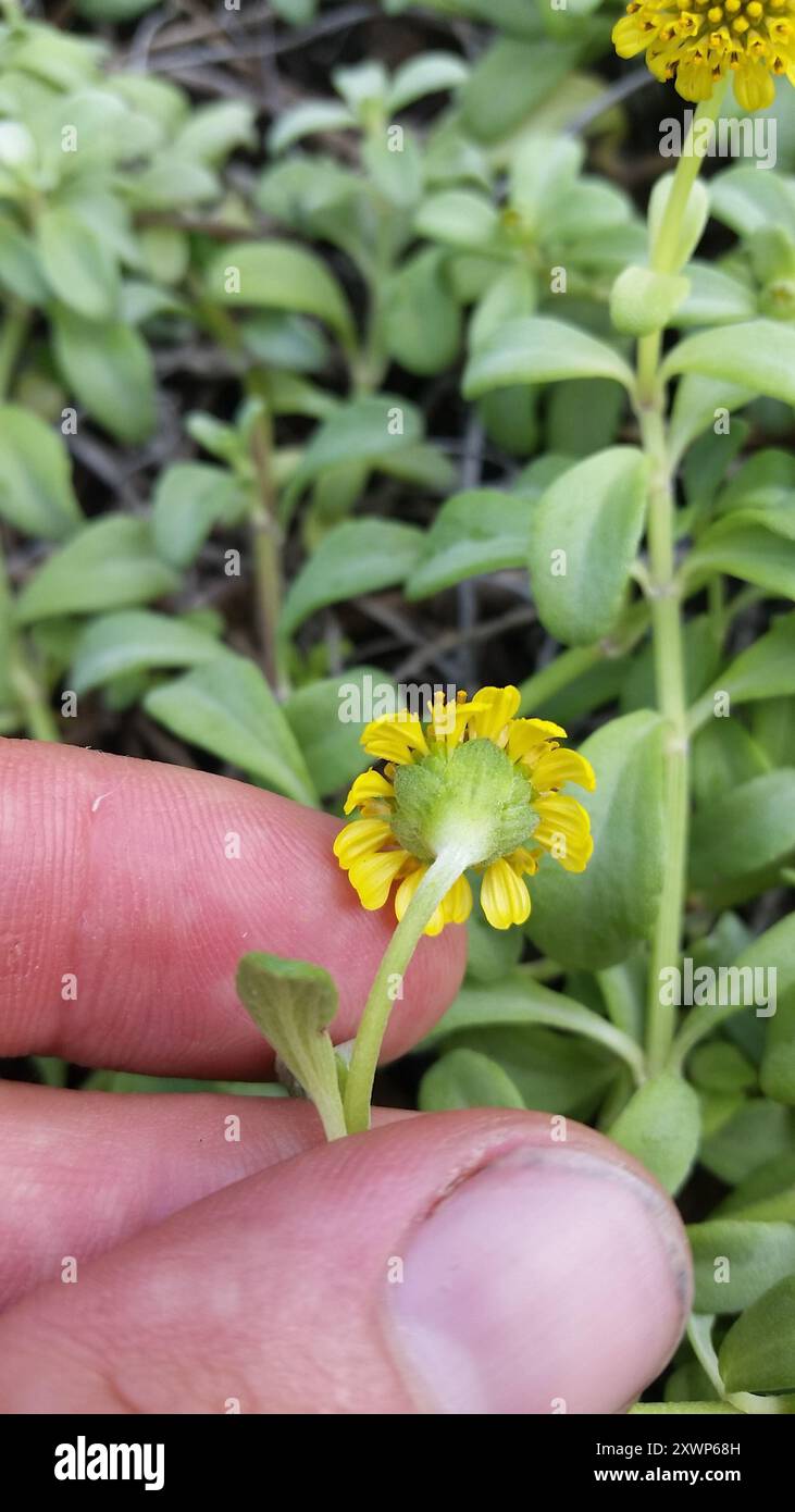 Kure Atoll nehe (Lipochaeta integrifolia) Plantae Stock Photo - Alamy