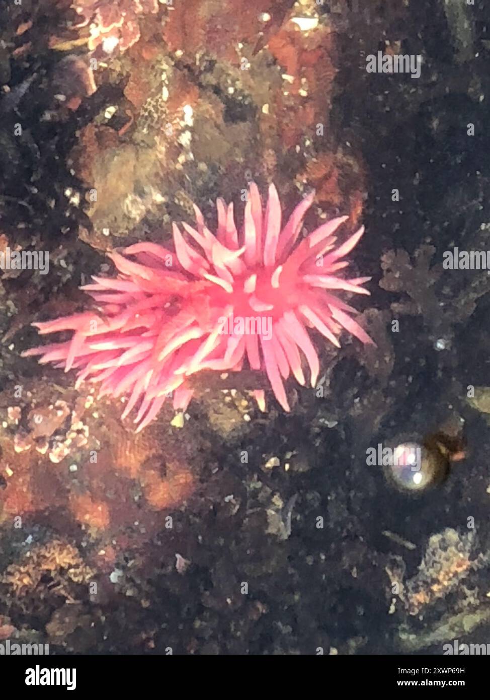 Hopkins' Rose Nudibranch (Ceratodoris rosacea) Mollusca Stock Photo - Alamy