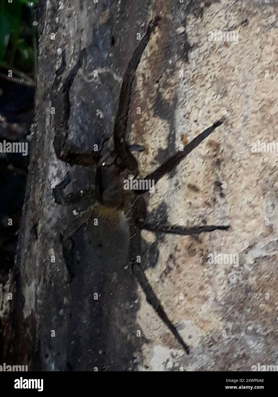 Brazilian Wandering Spiders (Phoneutria) Arachnida Stock Photo - Alamy
