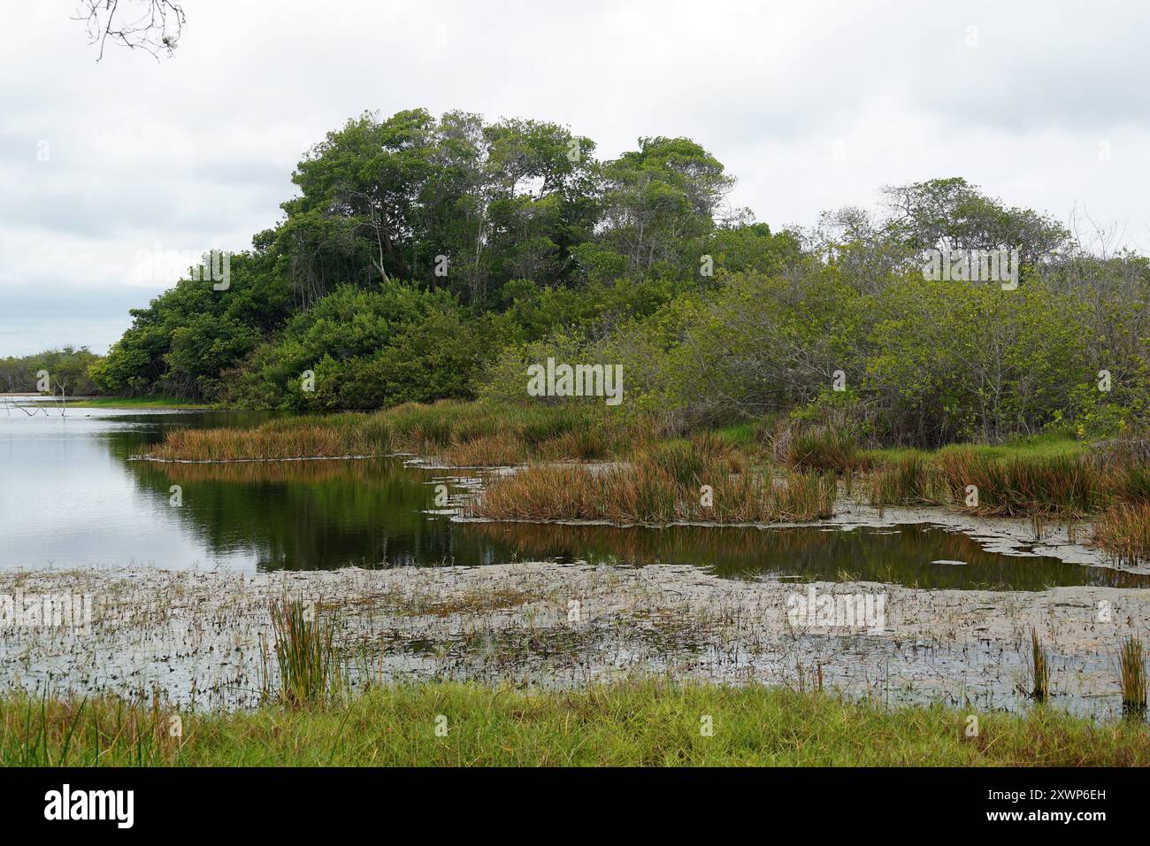 lake, Isabela Island, Galápagos, Ecuador, South America Stock Photo - Alamy