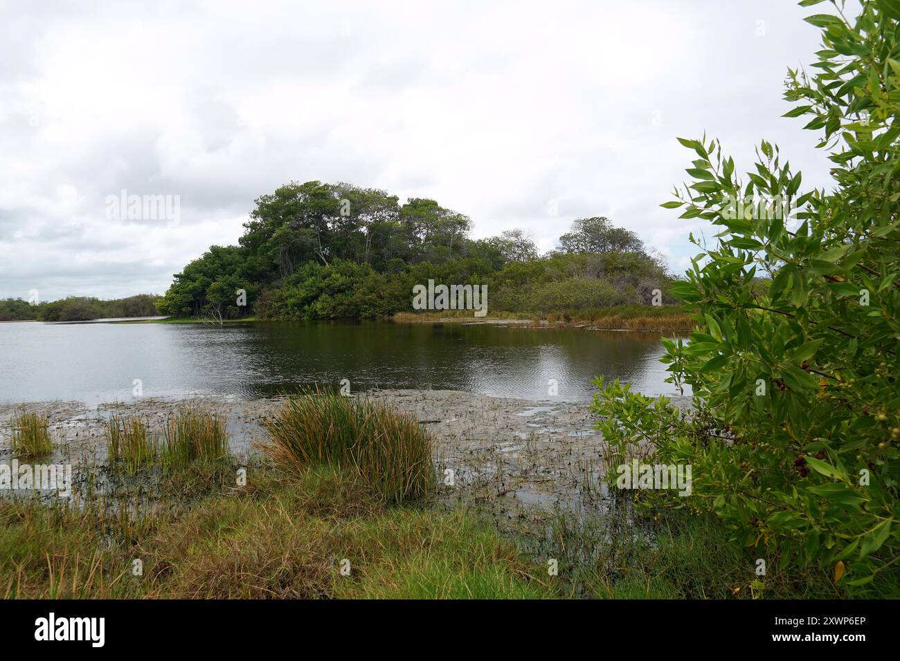 lake, Isabela Island, Galápagos, Ecuador, South America Stock Photo - Alamy