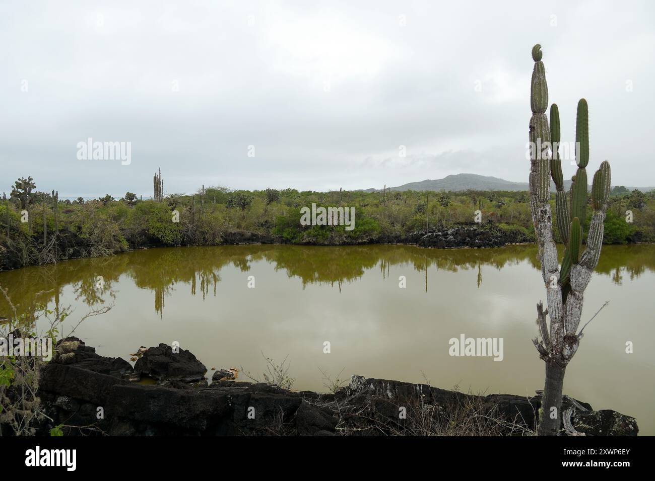 lake, Isabela Island, Galápagos, Ecuador, South America Stock Photo - Alamy