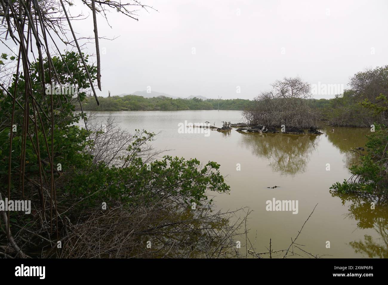lake, Isabela Island, Galápagos, Ecuador, South America Stock Photo - Alamy