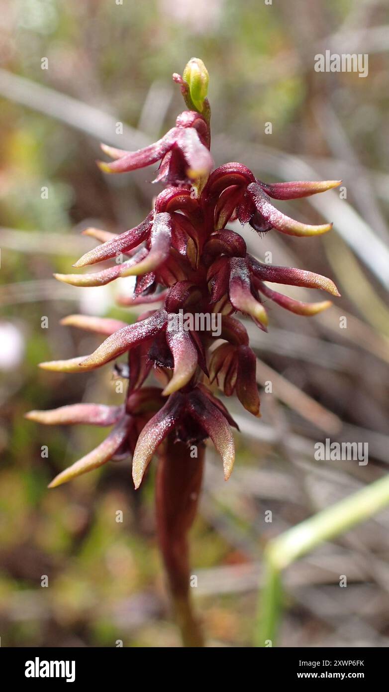 Genoplesium hi-res stock photography and images - Alamy