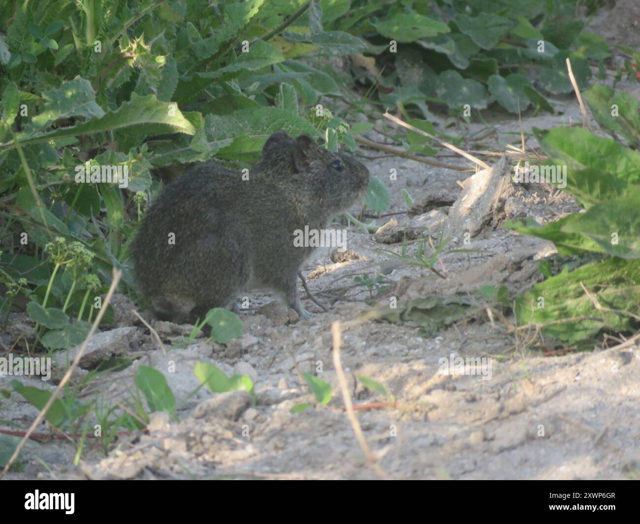 Brazilian guinea pig cavia aperea hi-res stock photography and images ...