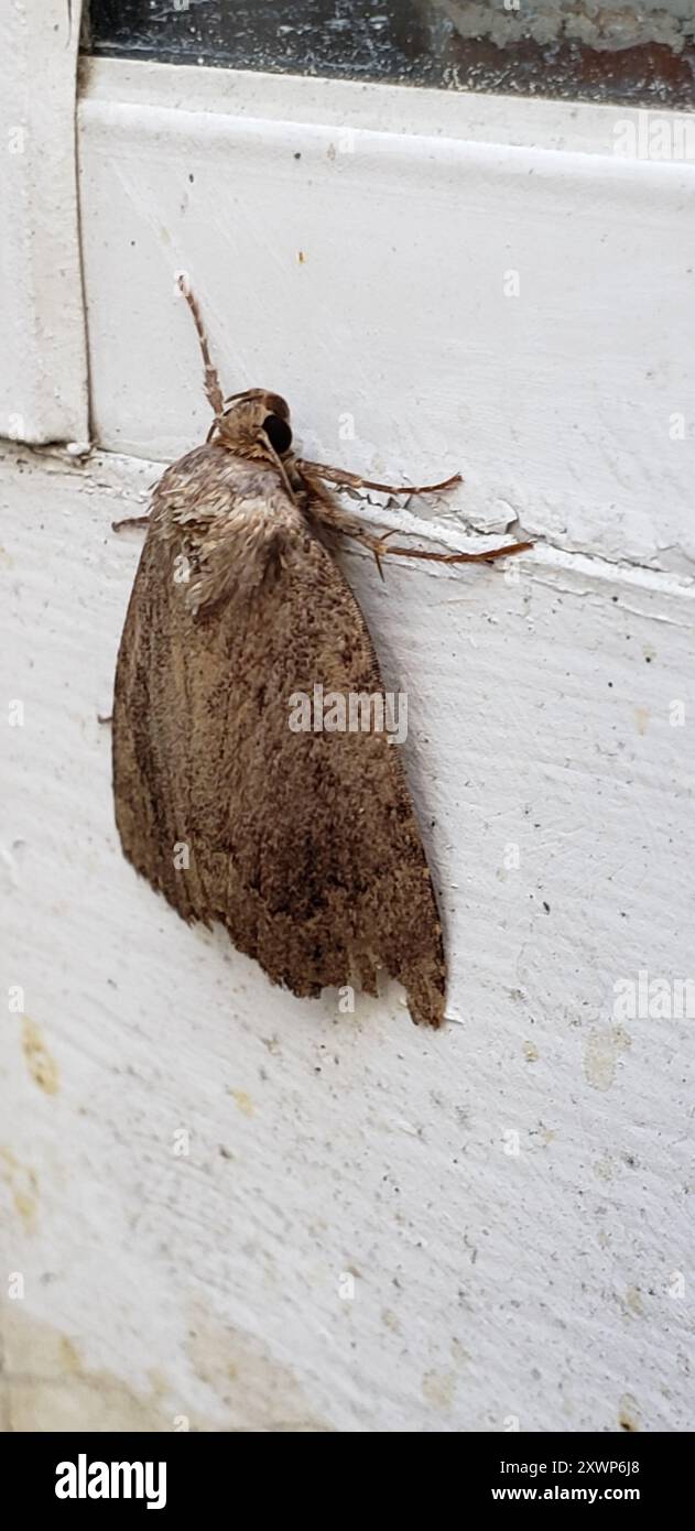 American Copper Underwing (Amphipyra pyramidoides) Insecta Stock Photo ...