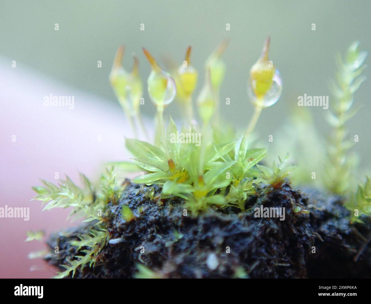 Common Pottia (Tortula truncata) Plantae Stock Photo - Alamy