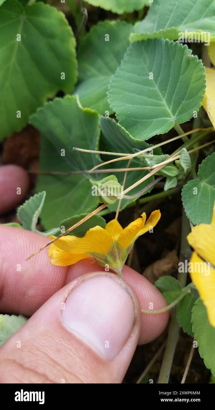 Sida fallax hi-res stock photography and images - Alamy