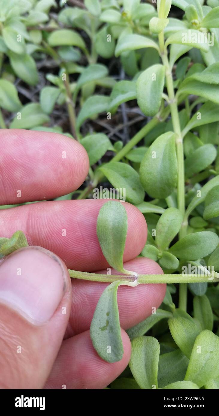Kure Atoll nehe (Lipochaeta integrifolia) Plantae Stock Photo - Alamy
