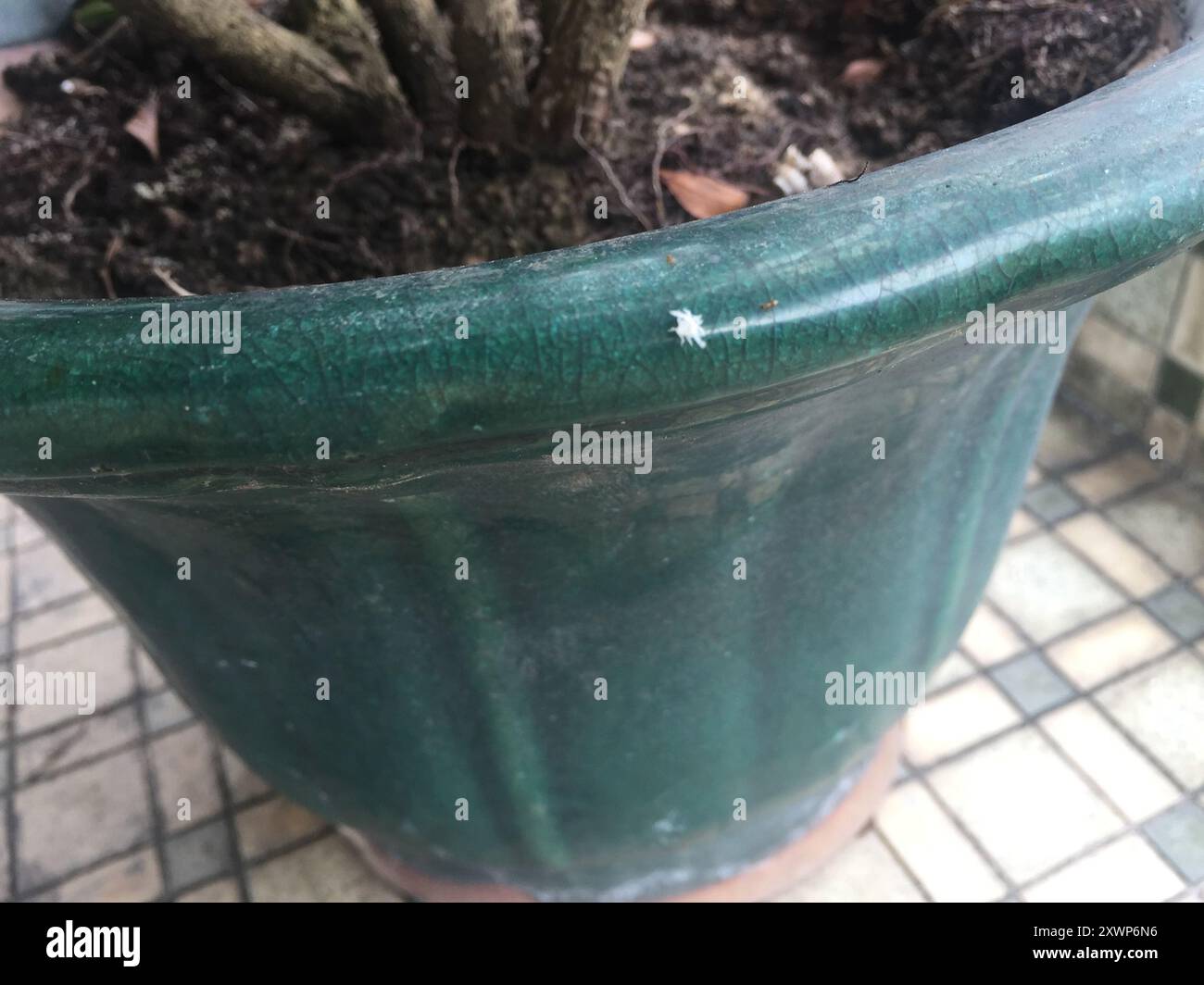 Ricania hi-res stock photography and images - Alamy