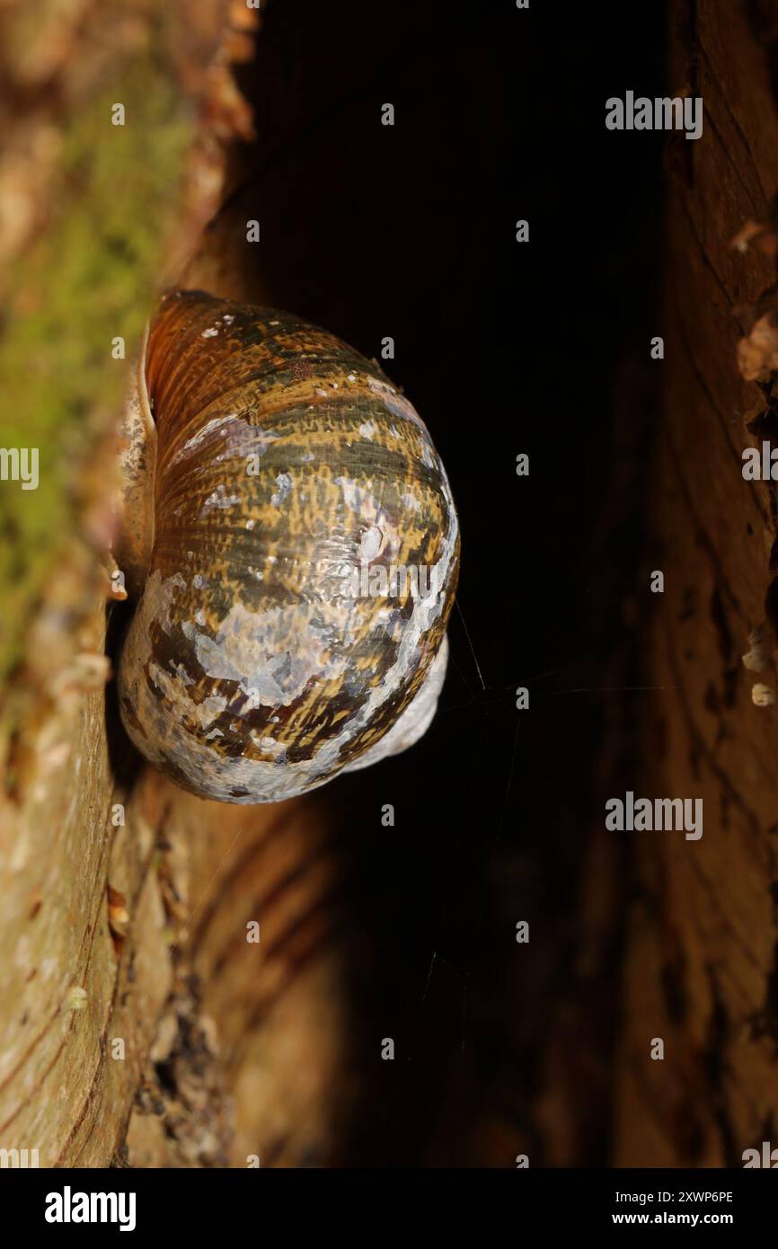 Garden Snail (Cornu aspersum) Mollusca Stock Photo - Alamy
