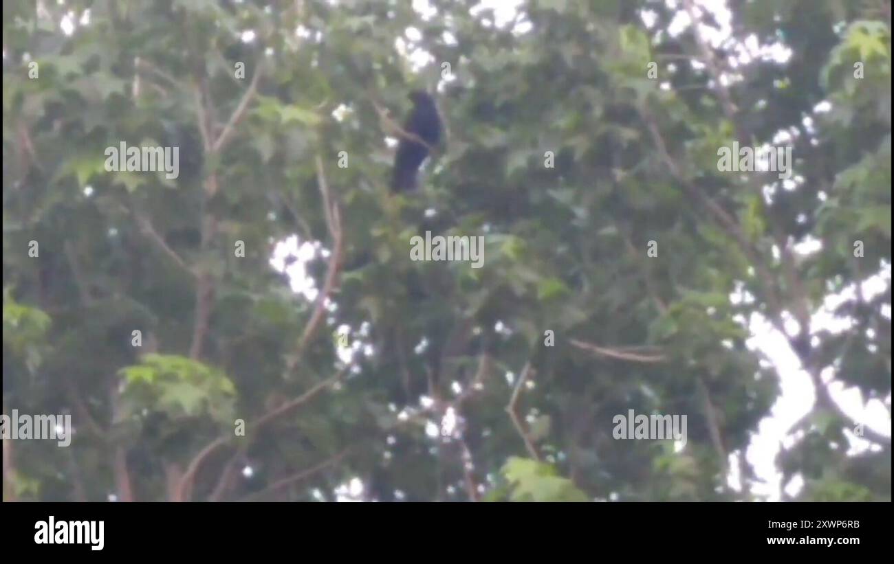 Eudynamys orientalis hi-res stock photography and images - Alamy