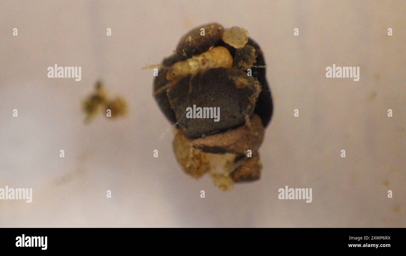 Little Black Caddisflies (Glossosomatidae) Insecta Stock Photo - Alamy