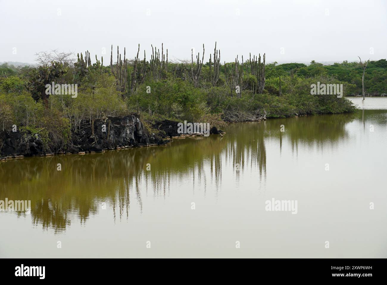 lake, Isabela Island, Galápagos, Ecuador, South America Stock Photo - Alamy