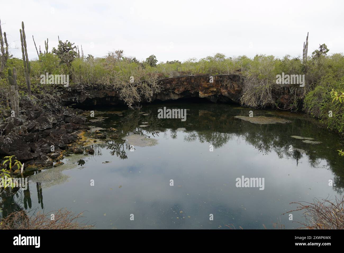 lake, Isabela Island, Galápagos, Ecuador, South America Stock Photo - Alamy