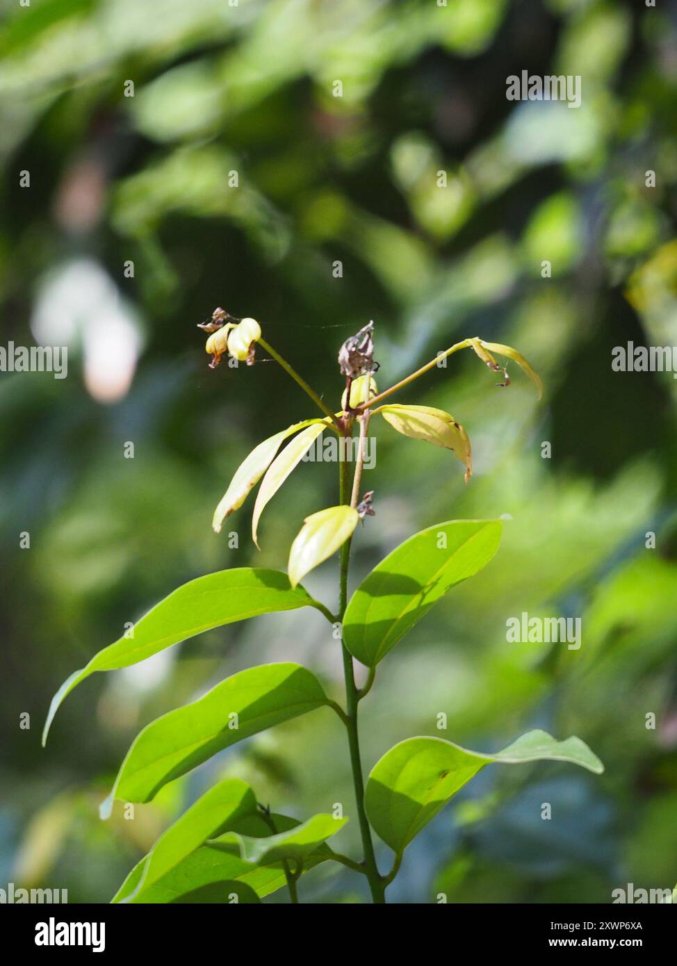 Cinnamon tree (Cinnamomum burmanni) Plantae Stock Photo - Alamy