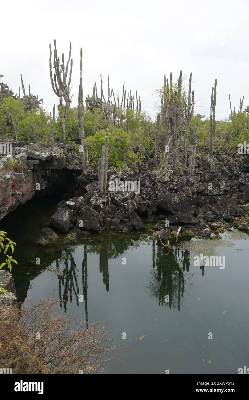 lake, Isabela Island, Galápagos, Ecuador, South America Stock Photo - Alamy