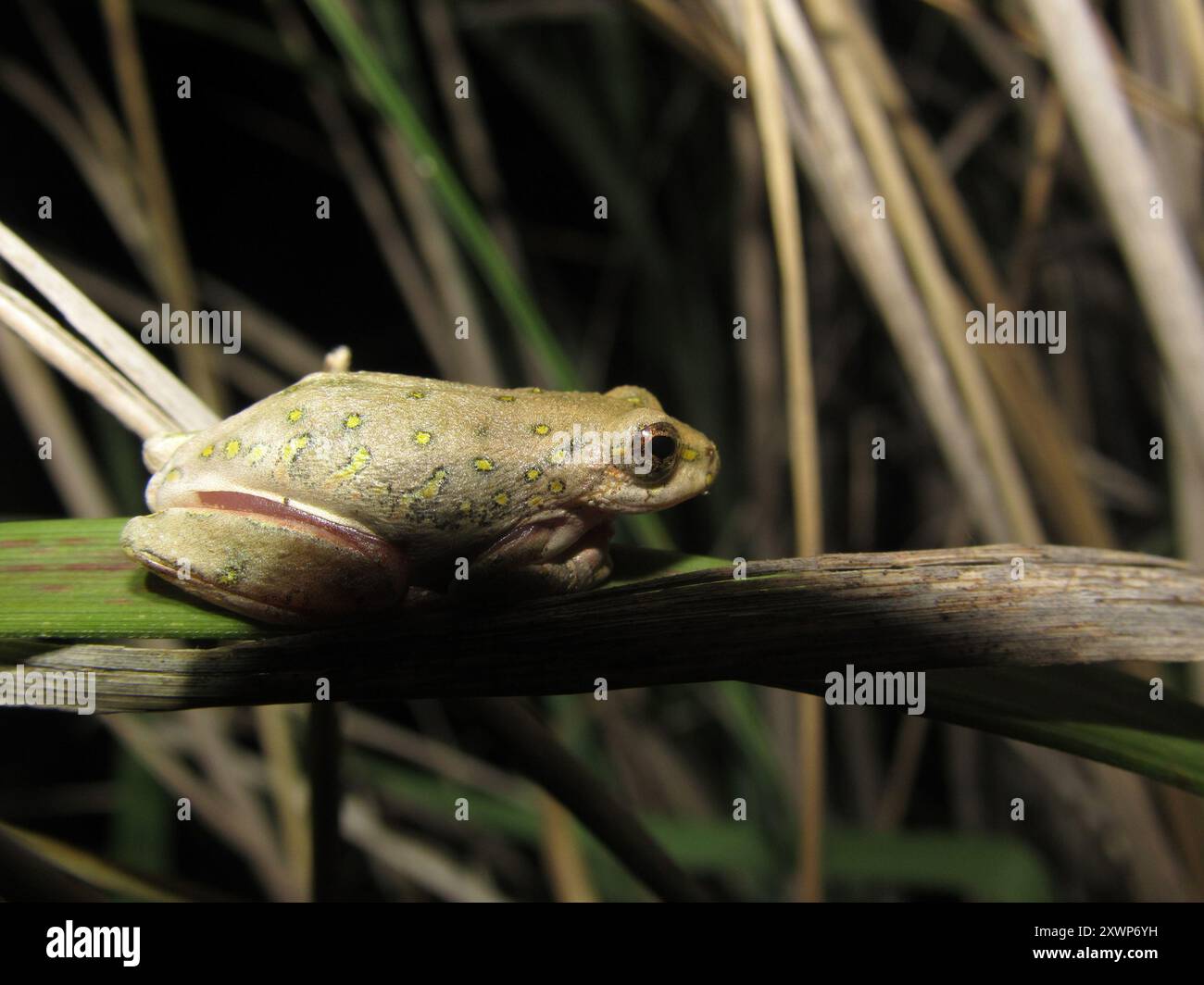Spotted Painted Reedfrog (Hyperolius marmoratus verrucosus) Amphibia ...