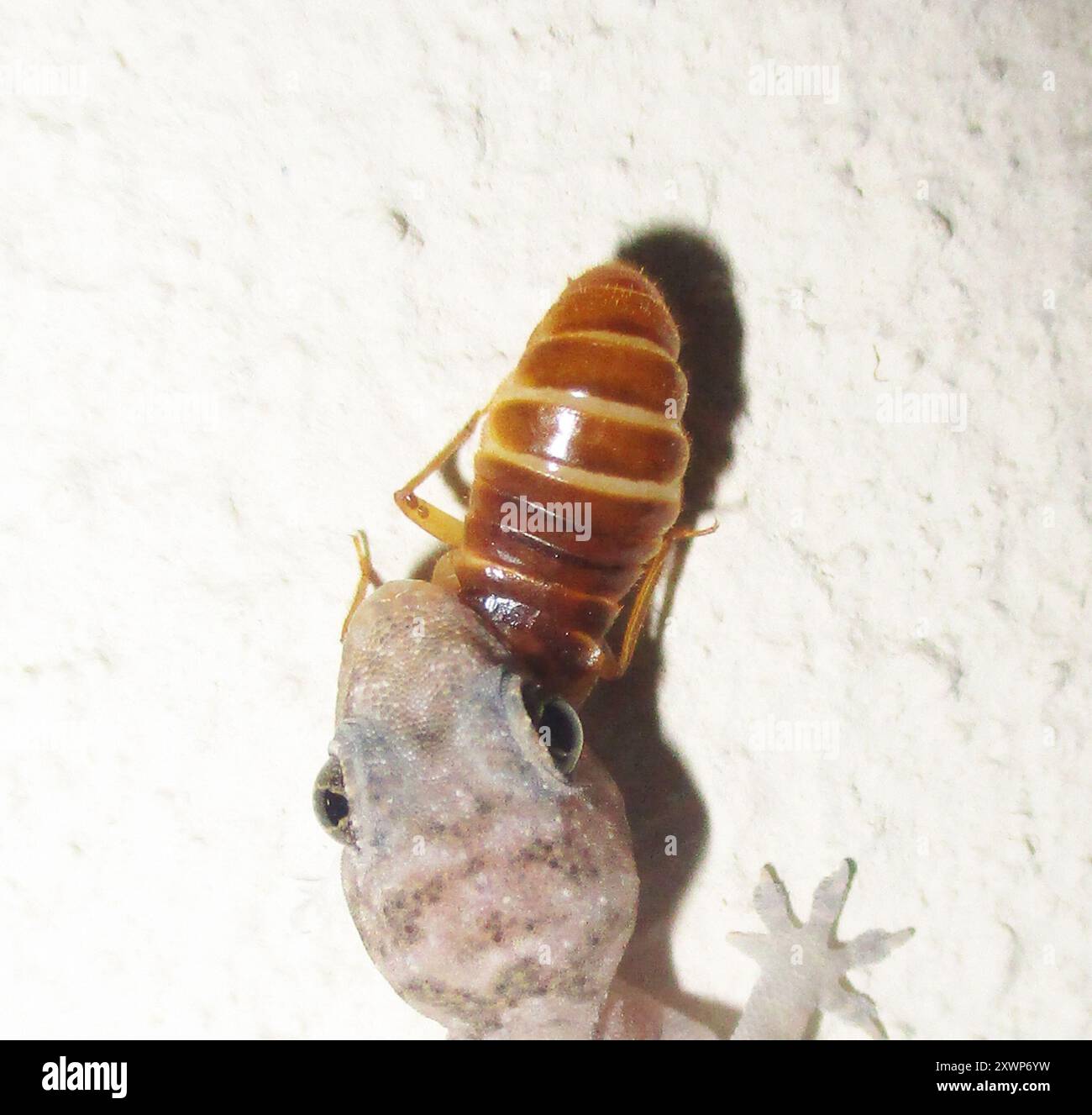 Mites and Ticks (Acari) Arachnida Stock Photo - Alamy