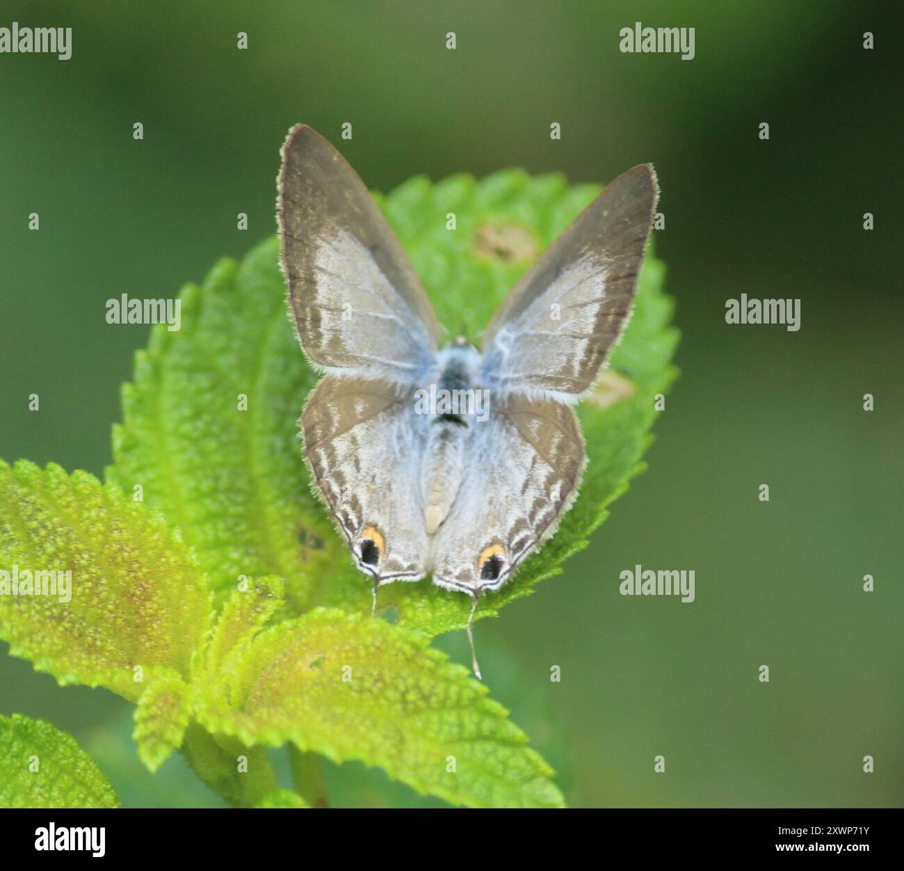 Forget-me-not (Catochrysops strabo) Insecta Stock Photo - Alamy