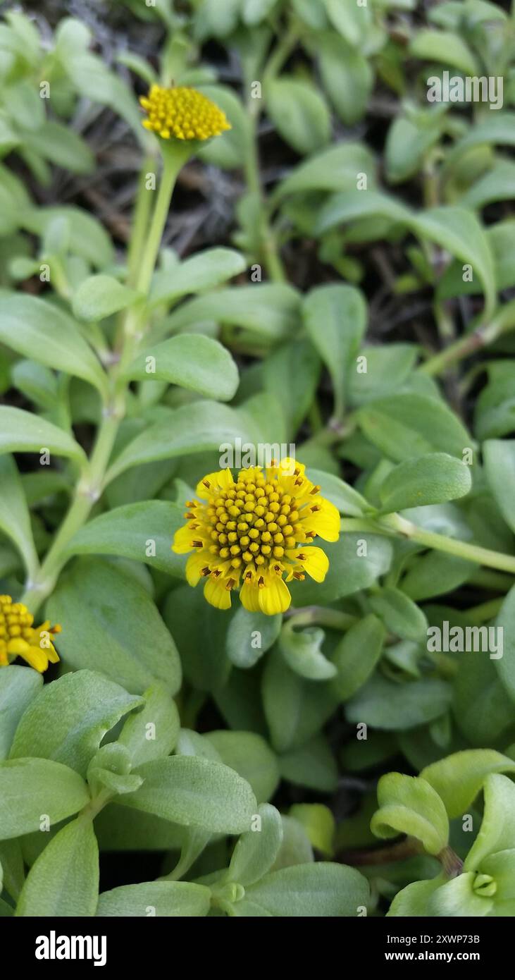 Kure Atoll nehe (Lipochaeta integrifolia) Plantae Stock Photo - Alamy