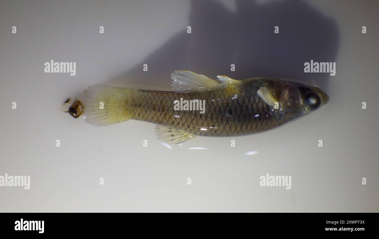 Western Mosquitofish (Gambusia affinis) Actinopterygii Stock Photo - Alamy