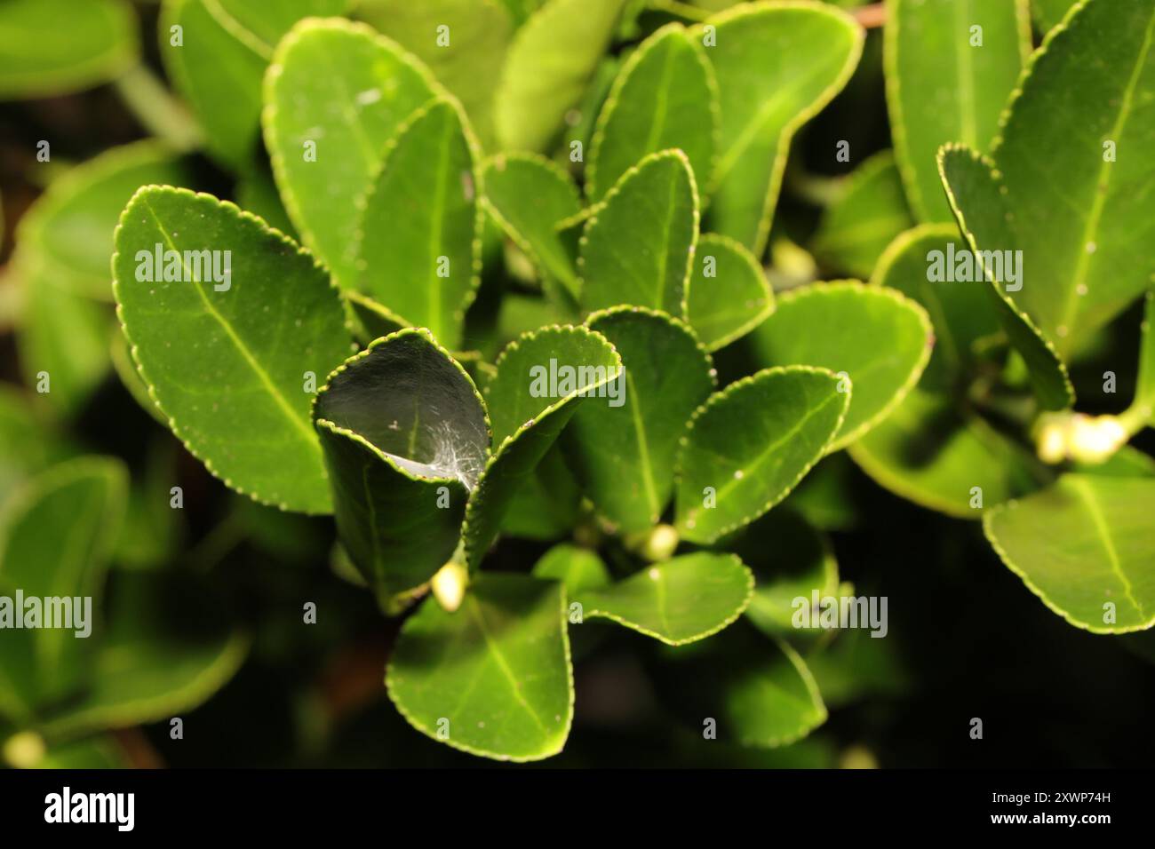 Japanese spindle tree (Euonymus japonicus) Plantae Stock Photo - Alamy